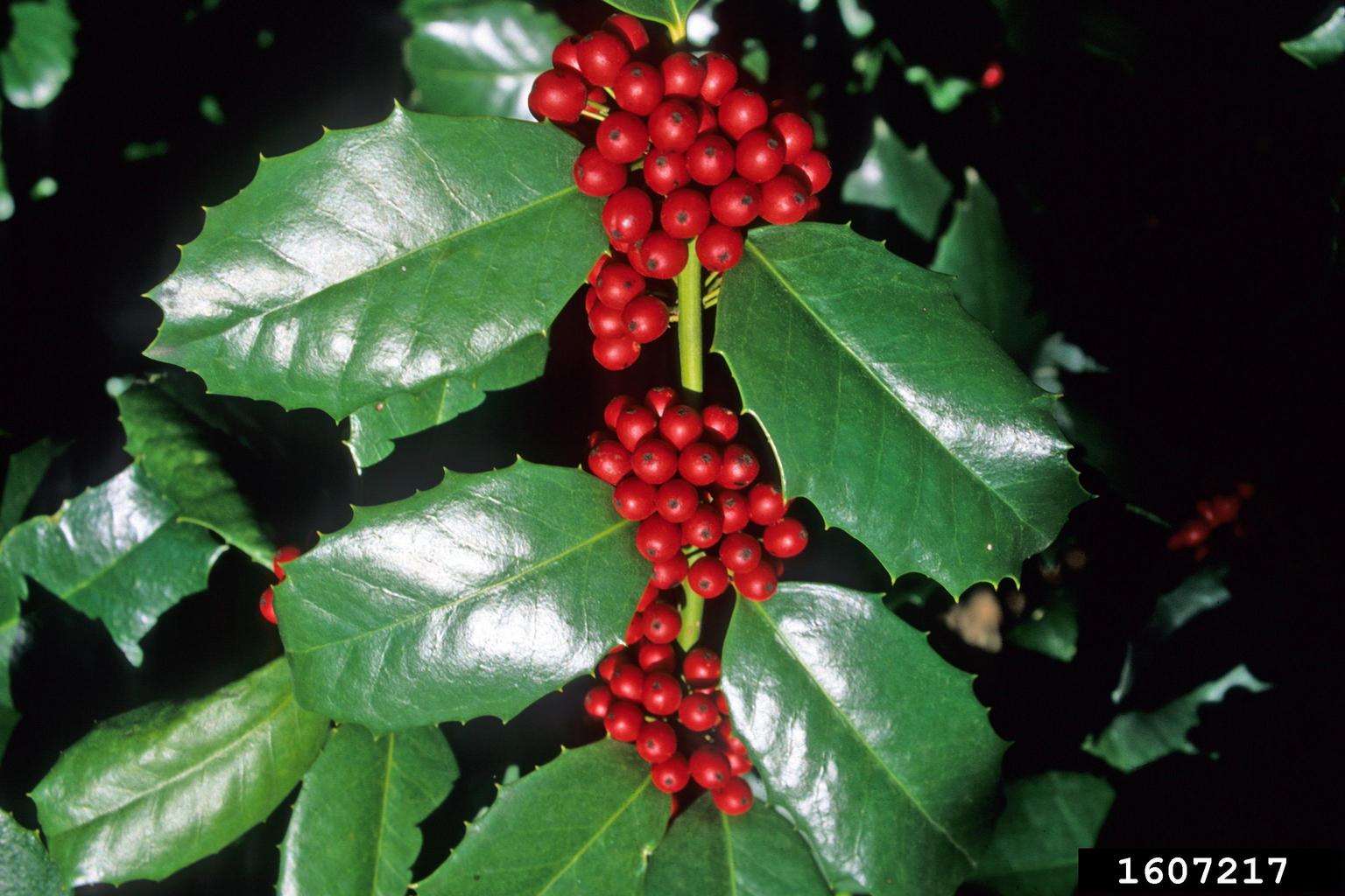 holly (Genus Ilex)