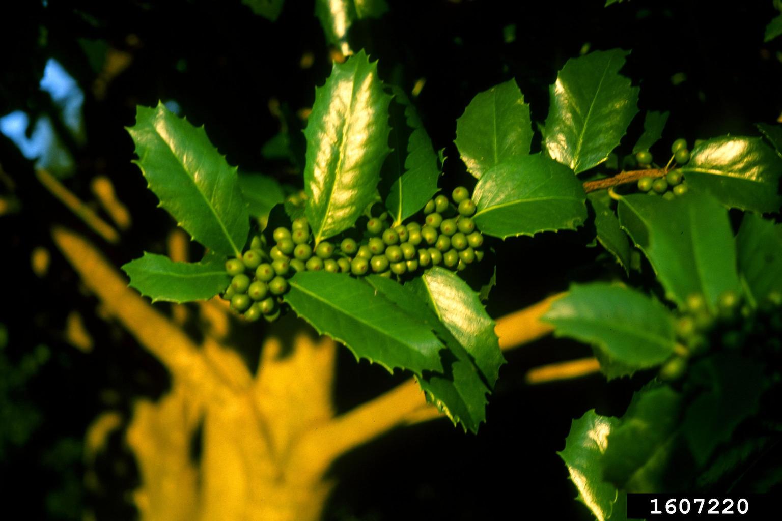 holly (Genus Ilex L.)