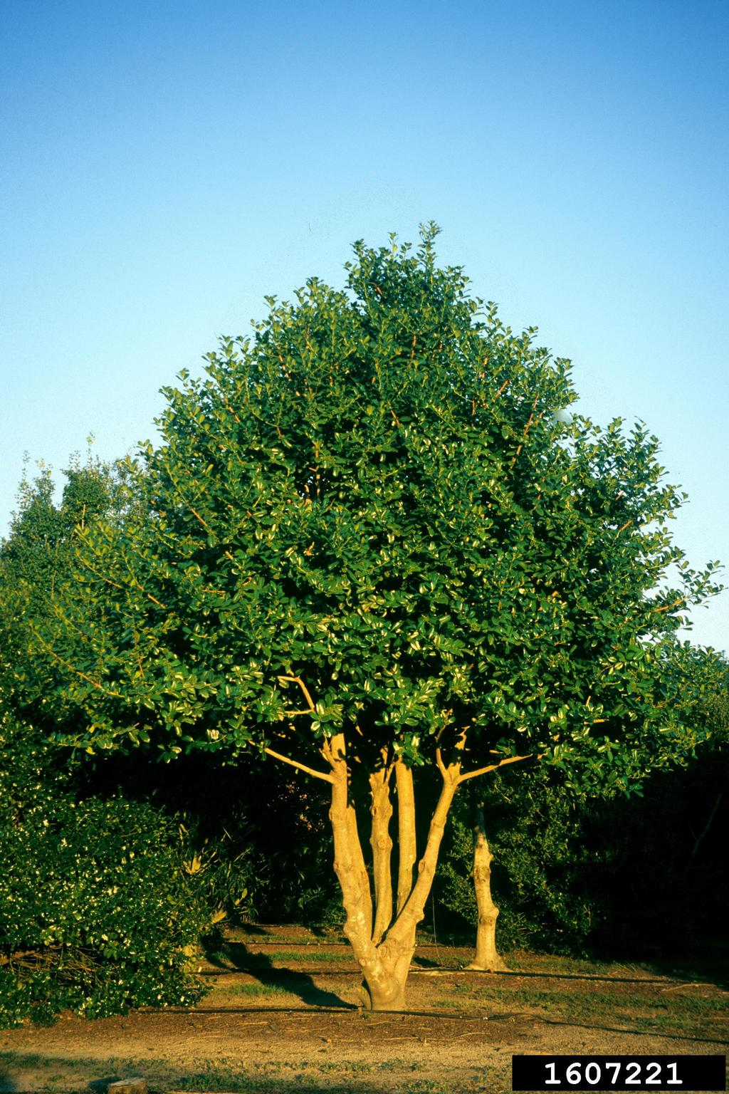 holly, Ilex spp. (Celastrales: Aquifoliaceae) - 1607221