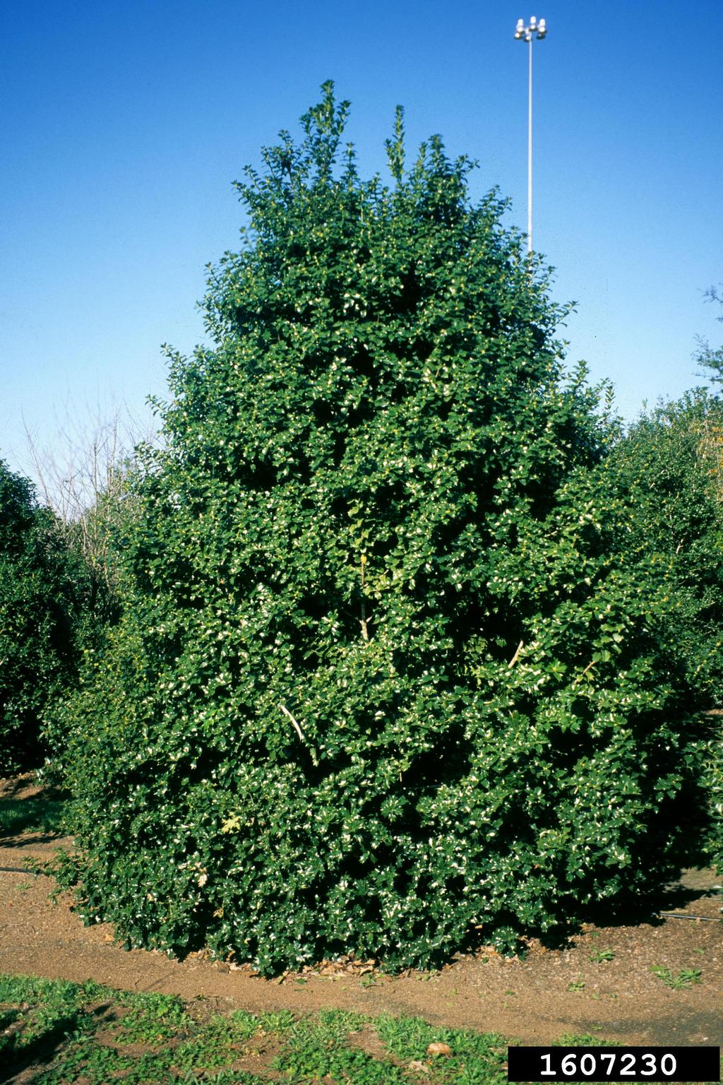 holly (Genus Ilex)
