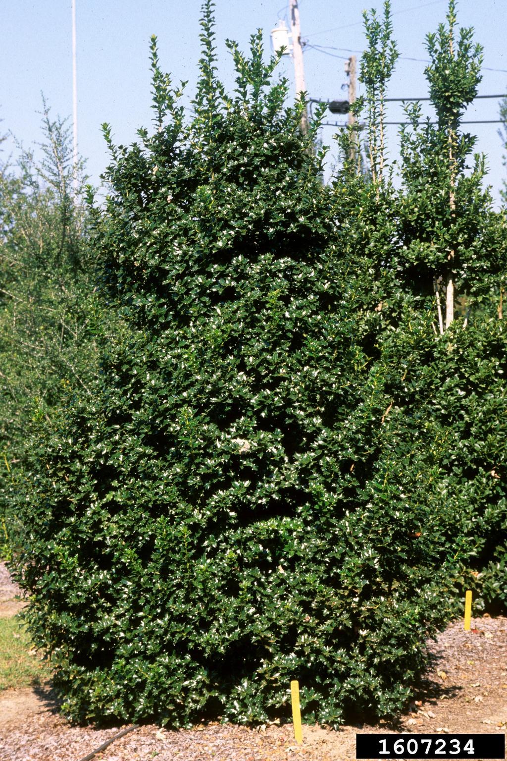 holly (Genus Ilex)