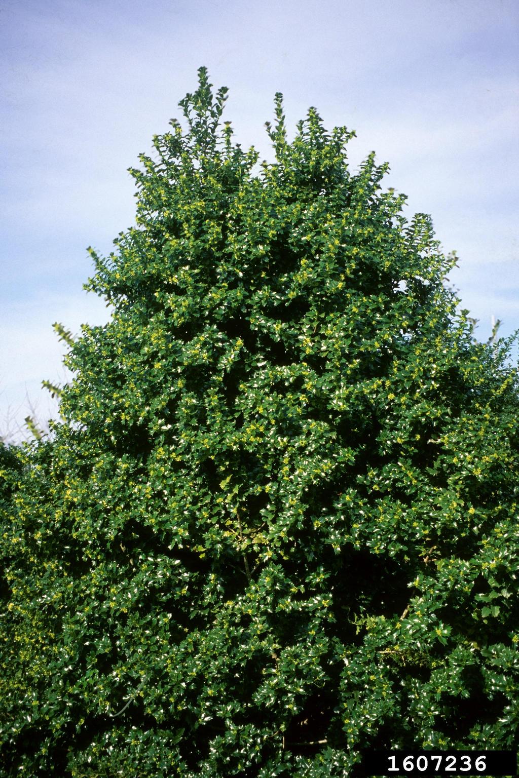 holly, Ilex spp. (Celastrales: Aquifoliaceae) - 1607236