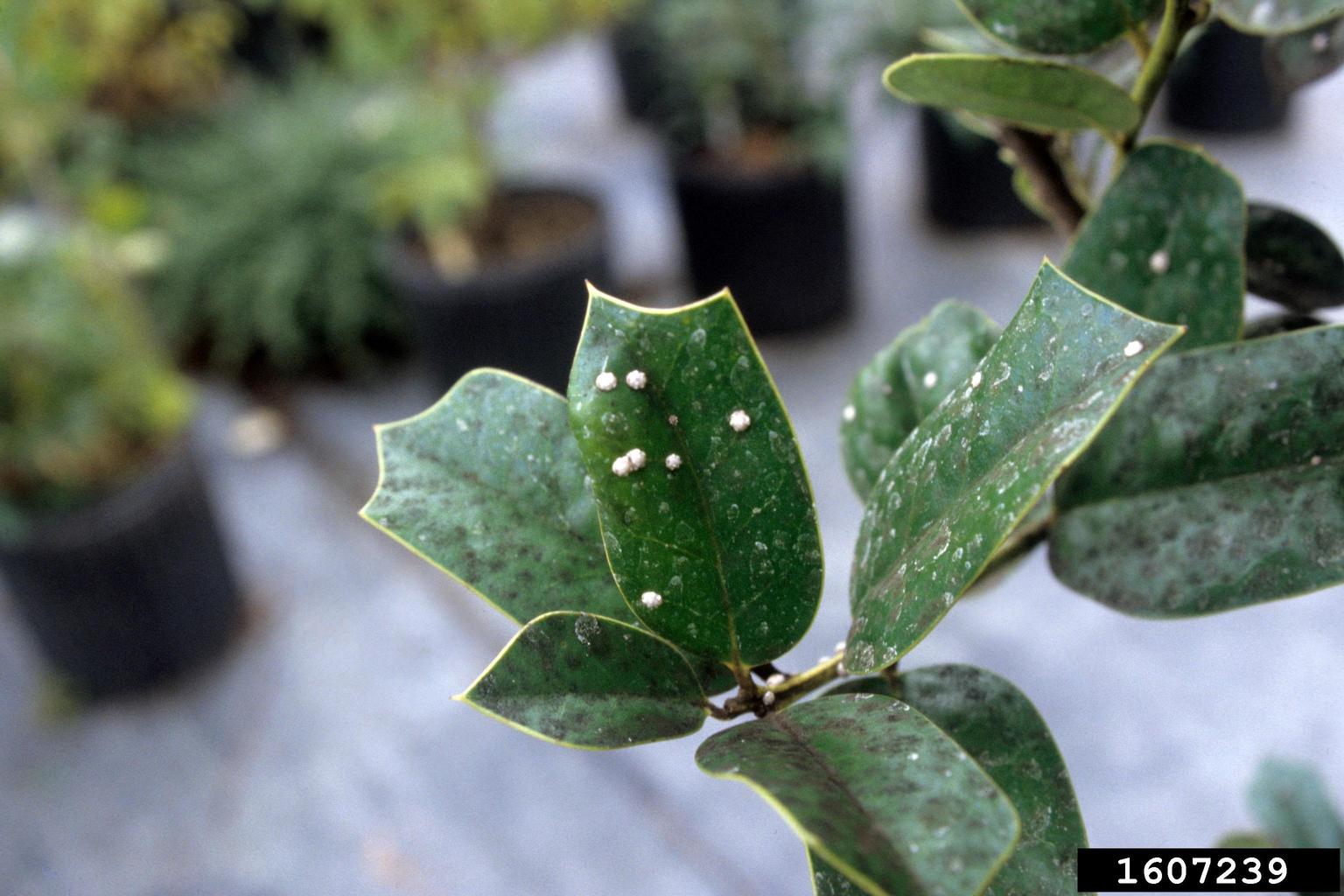 Florida wax scale (Ceroplastes floridensis Comstock)