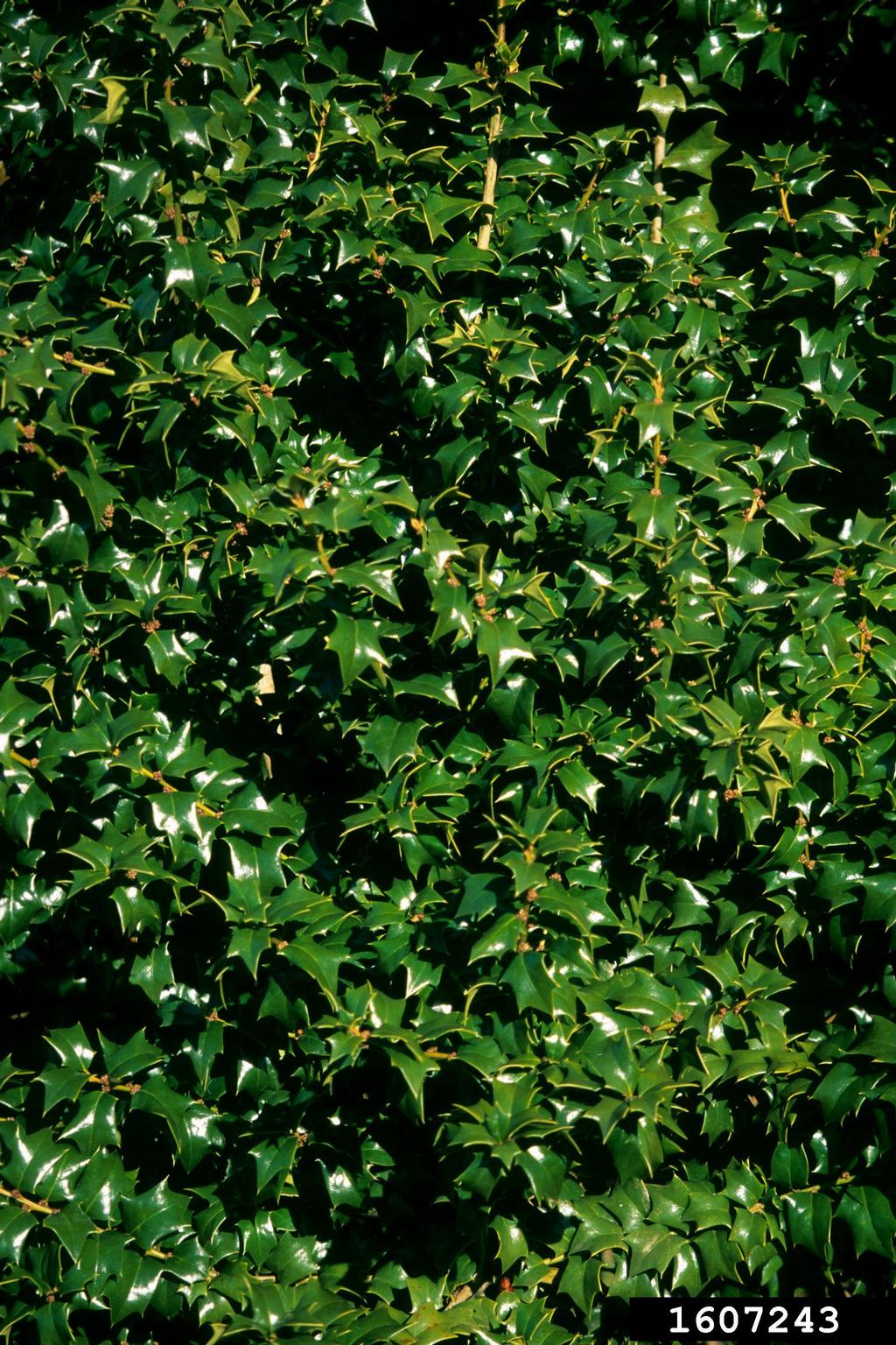 holly (Genus Ilex)