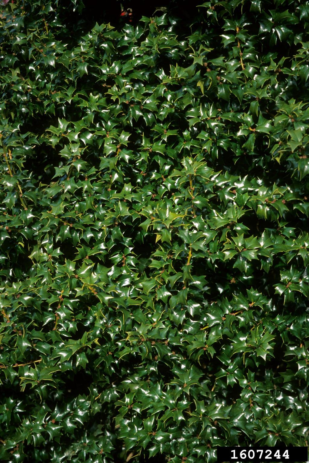 holly (Genus Ilex)