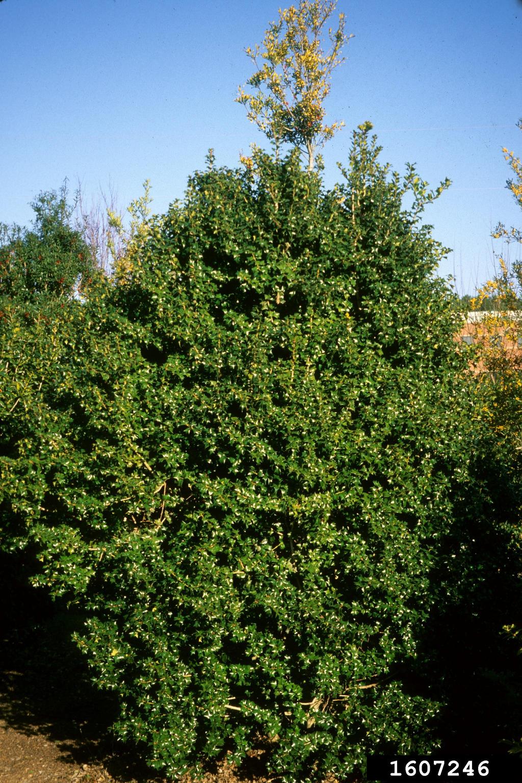 holly (Genus Ilex)