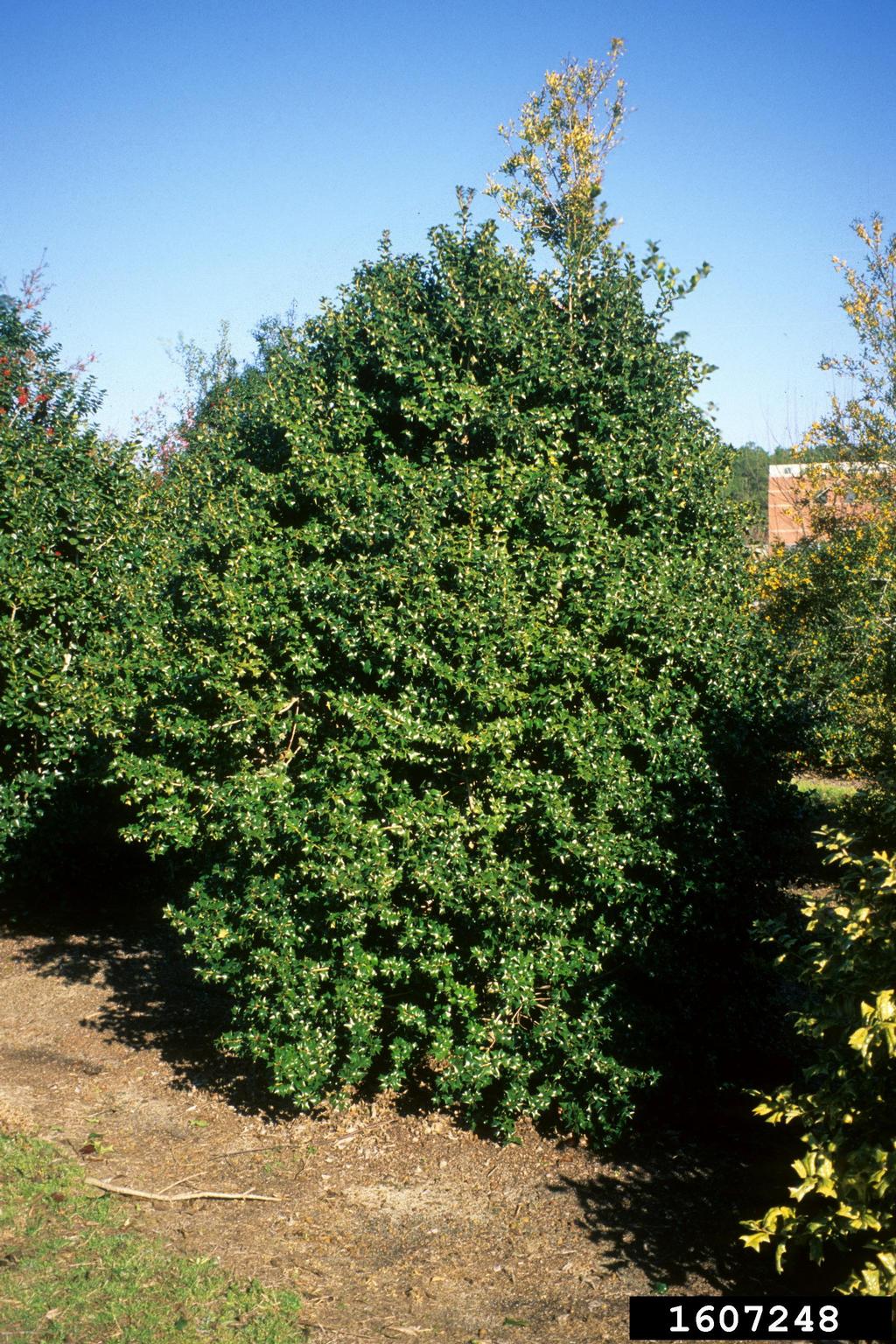 holly (Genus Ilex L.)
