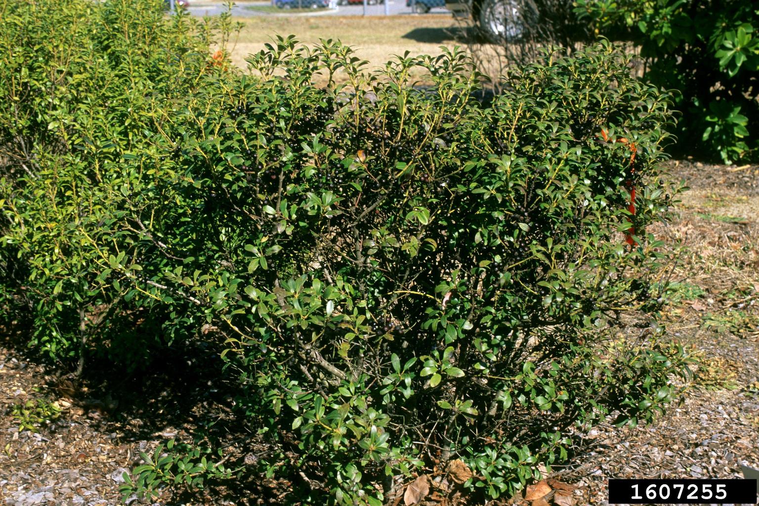 gallberry (Ilex glabra)