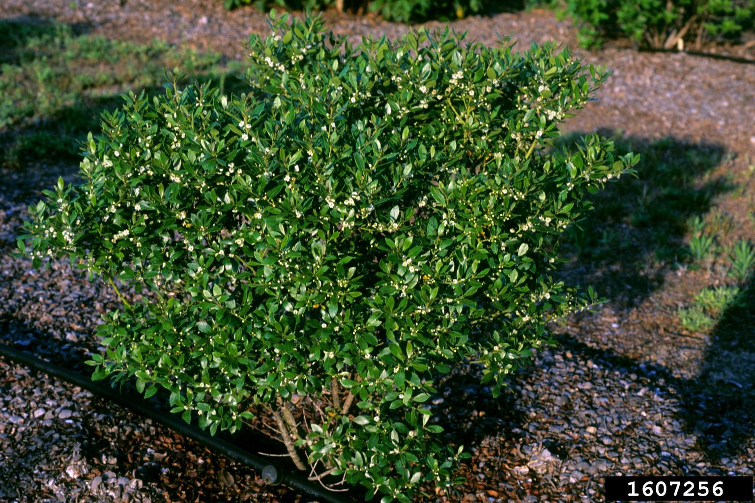 gallberry (Ilex glabra (L.) Gray)