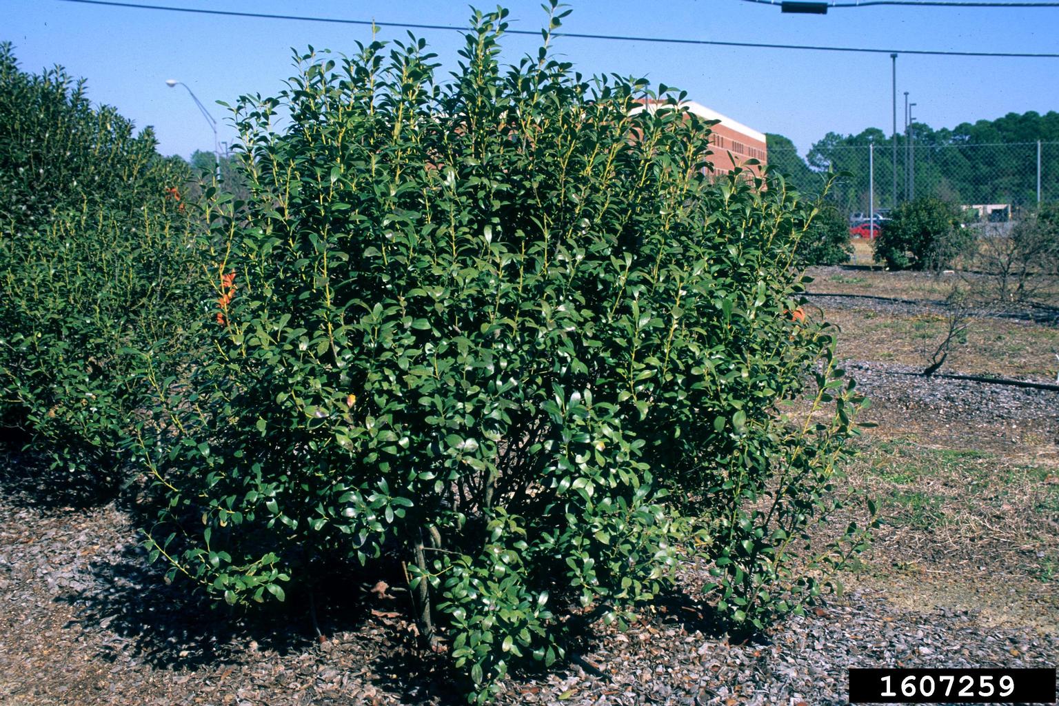 gallberry (Ilex glabra)