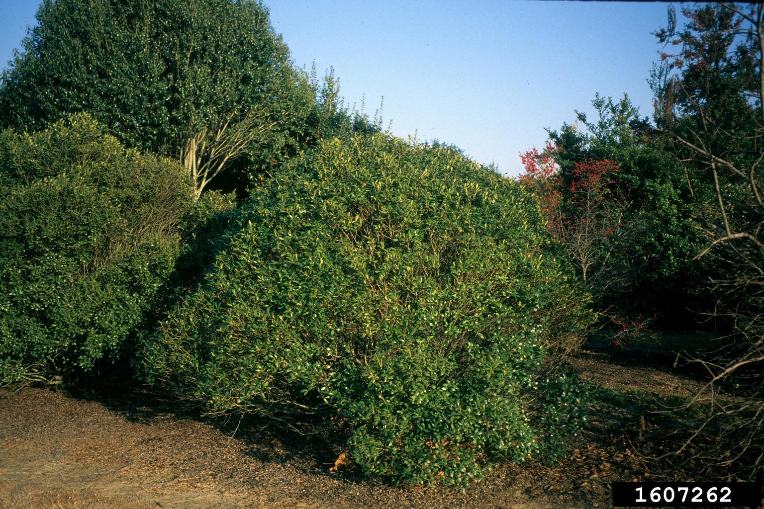 gallberry (Ilex glabra)