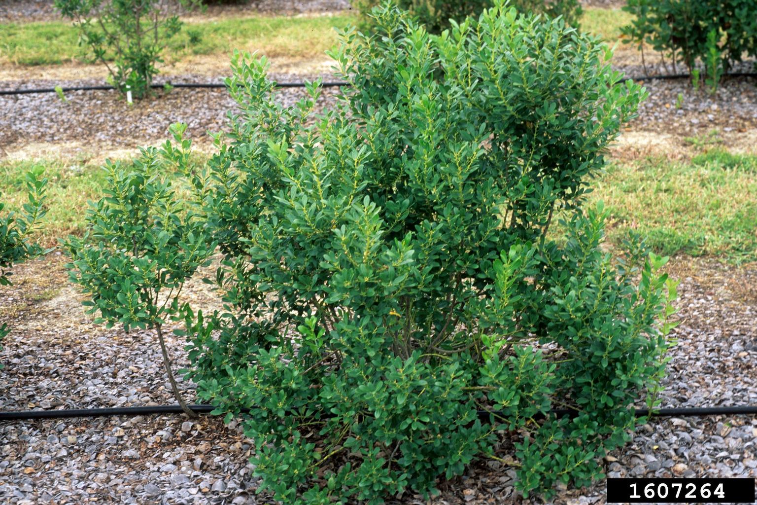 gallberry (Ilex glabra)