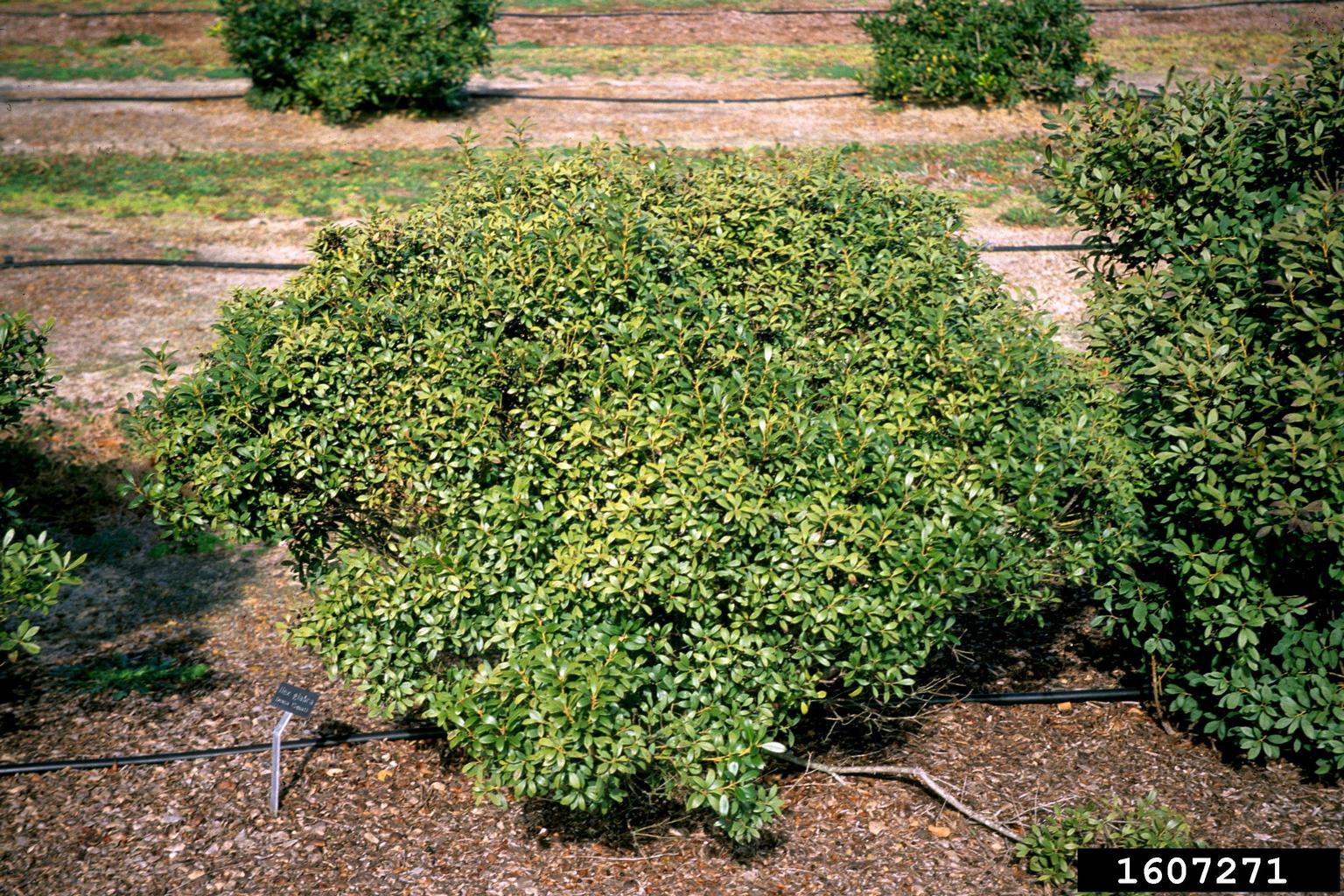 gallberry (Ilex glabra)