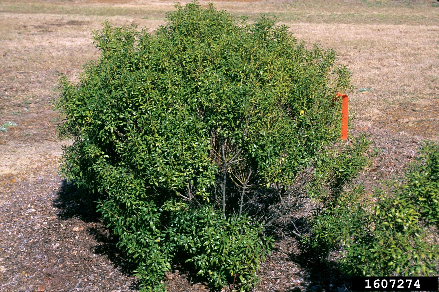 gallberry (Ilex glabra)
