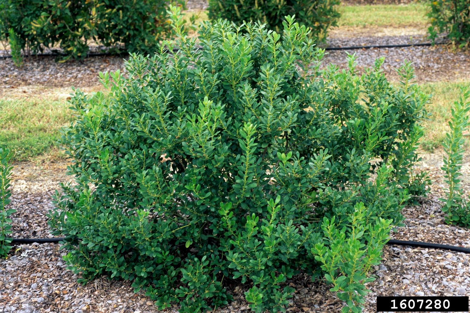 gallberry (Ilex glabra (L.) Gray)