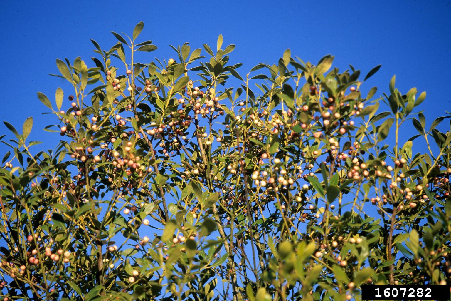 gallberry (Ilex glabra)
