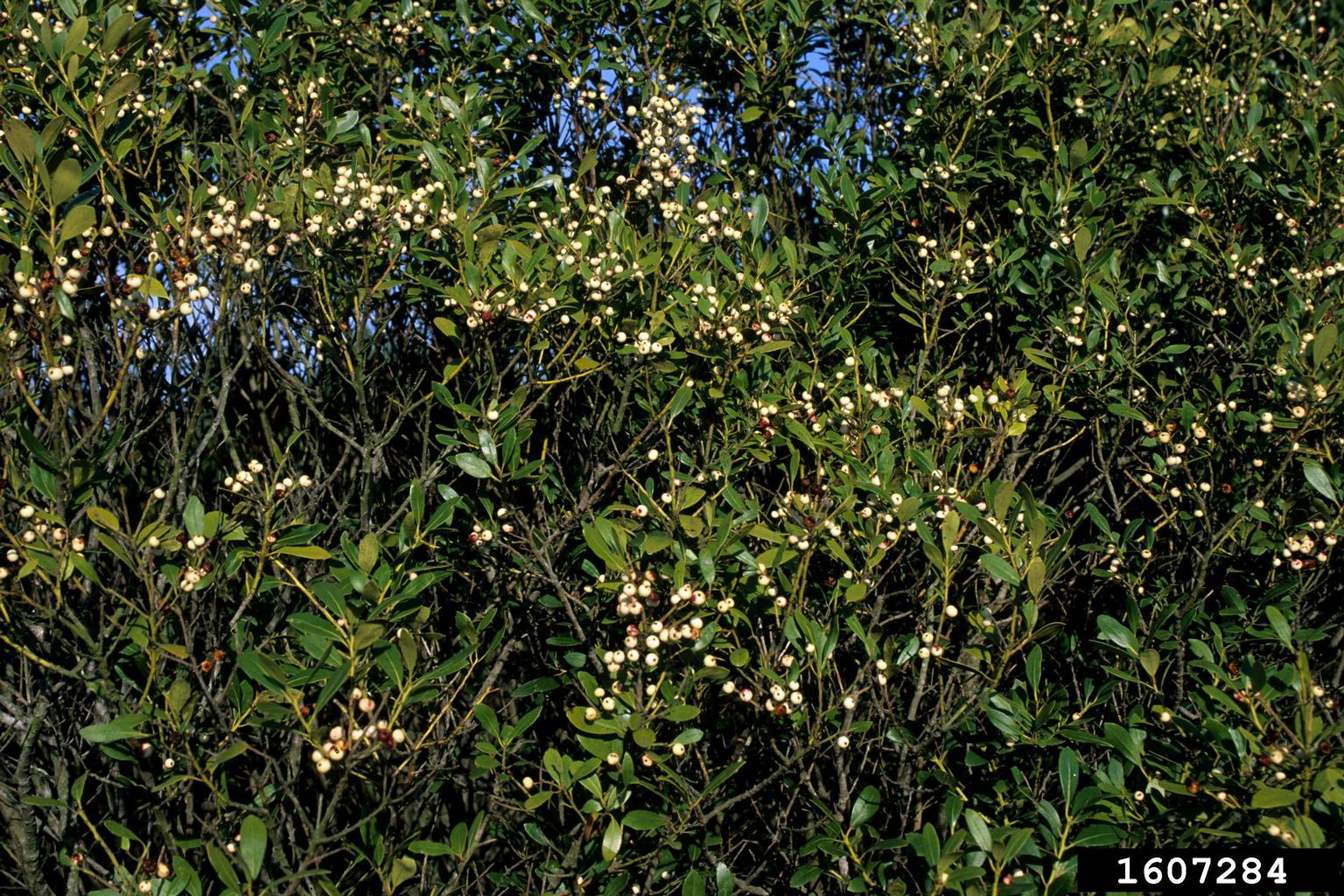 gallberry (Ilex glabra)