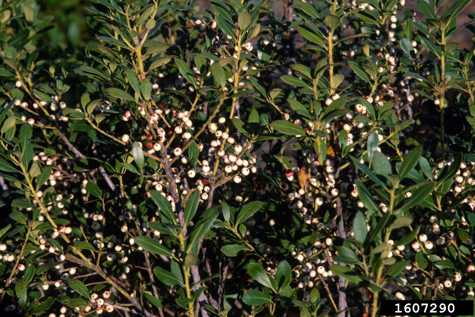 gallberry (Ilex glabra)
