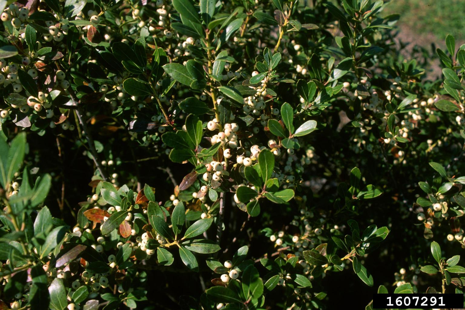gallberry (Ilex glabra)
