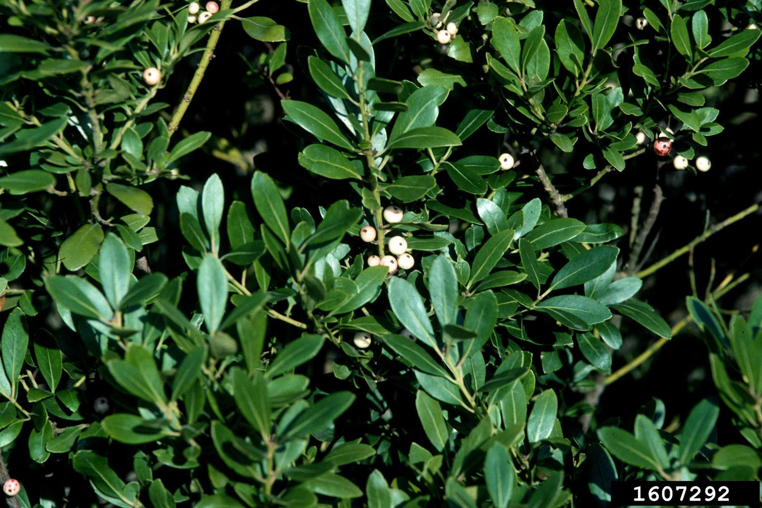 gallberry (Ilex glabra (L.) Gray)