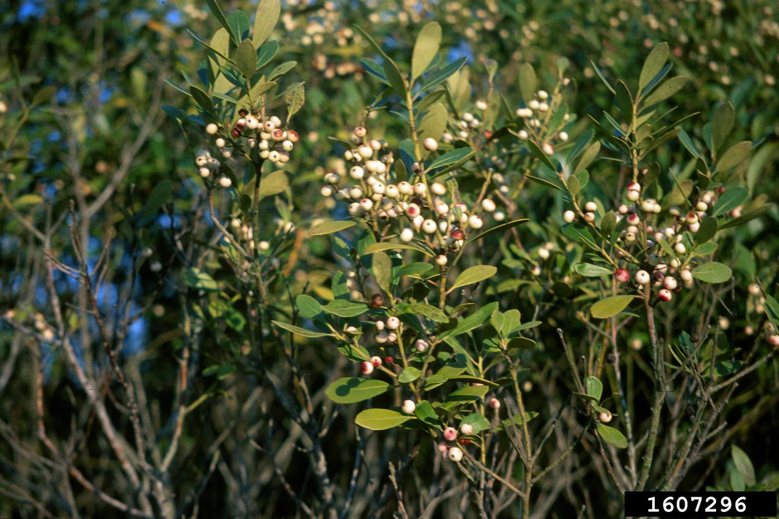 gallberry (Ilex glabra)