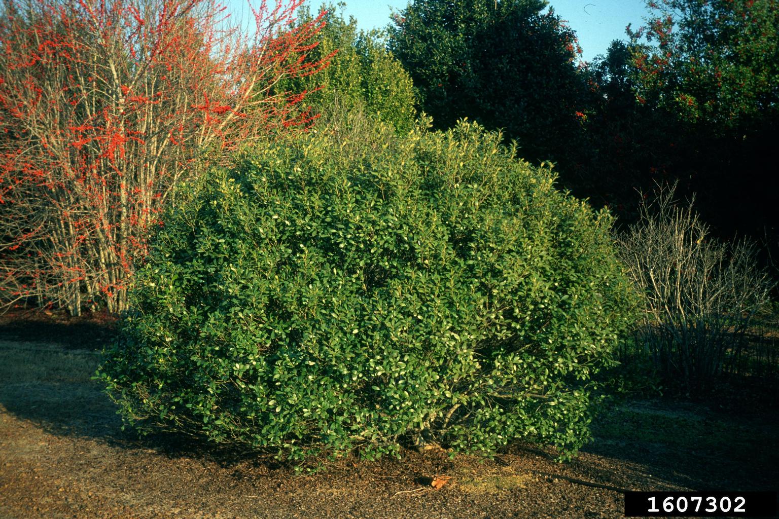 gallberry (Ilex glabra (L.) Gray)