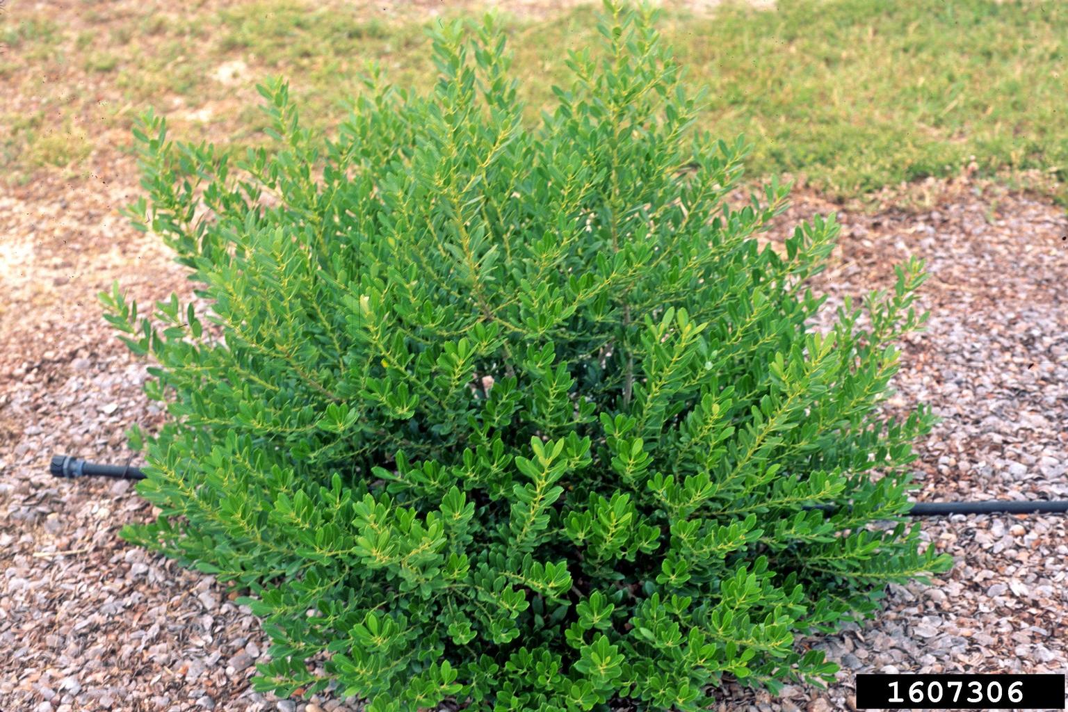 gallberry (Ilex glabra)