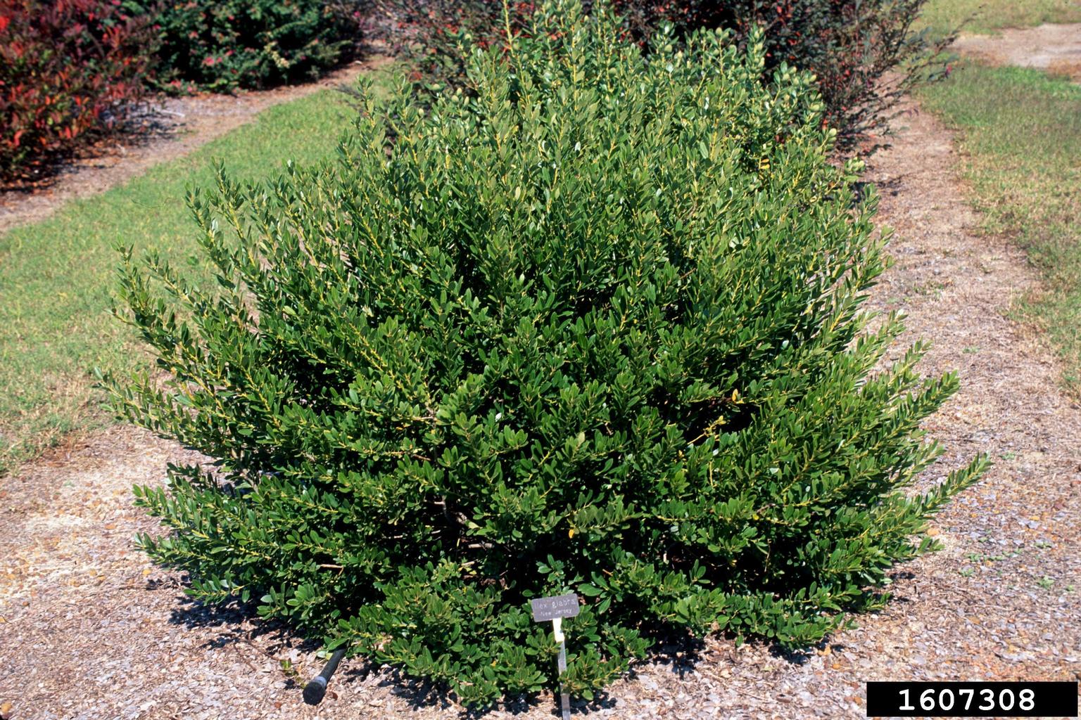 gallberry (Ilex glabra)