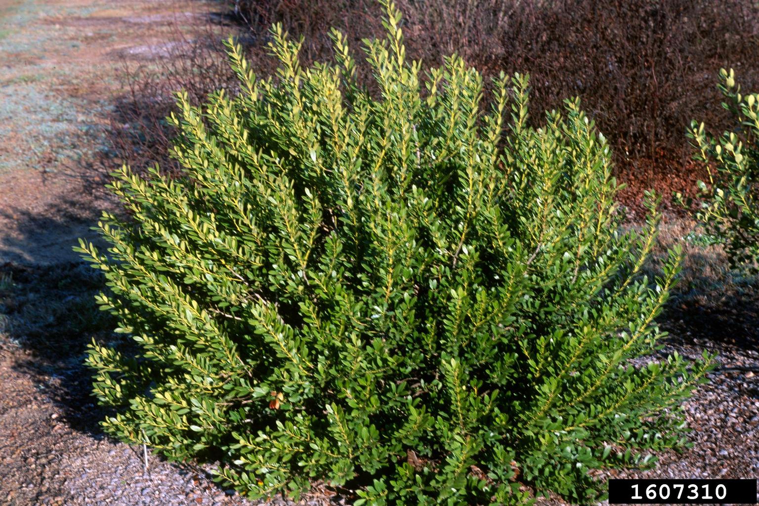 gallberry (Ilex glabra)