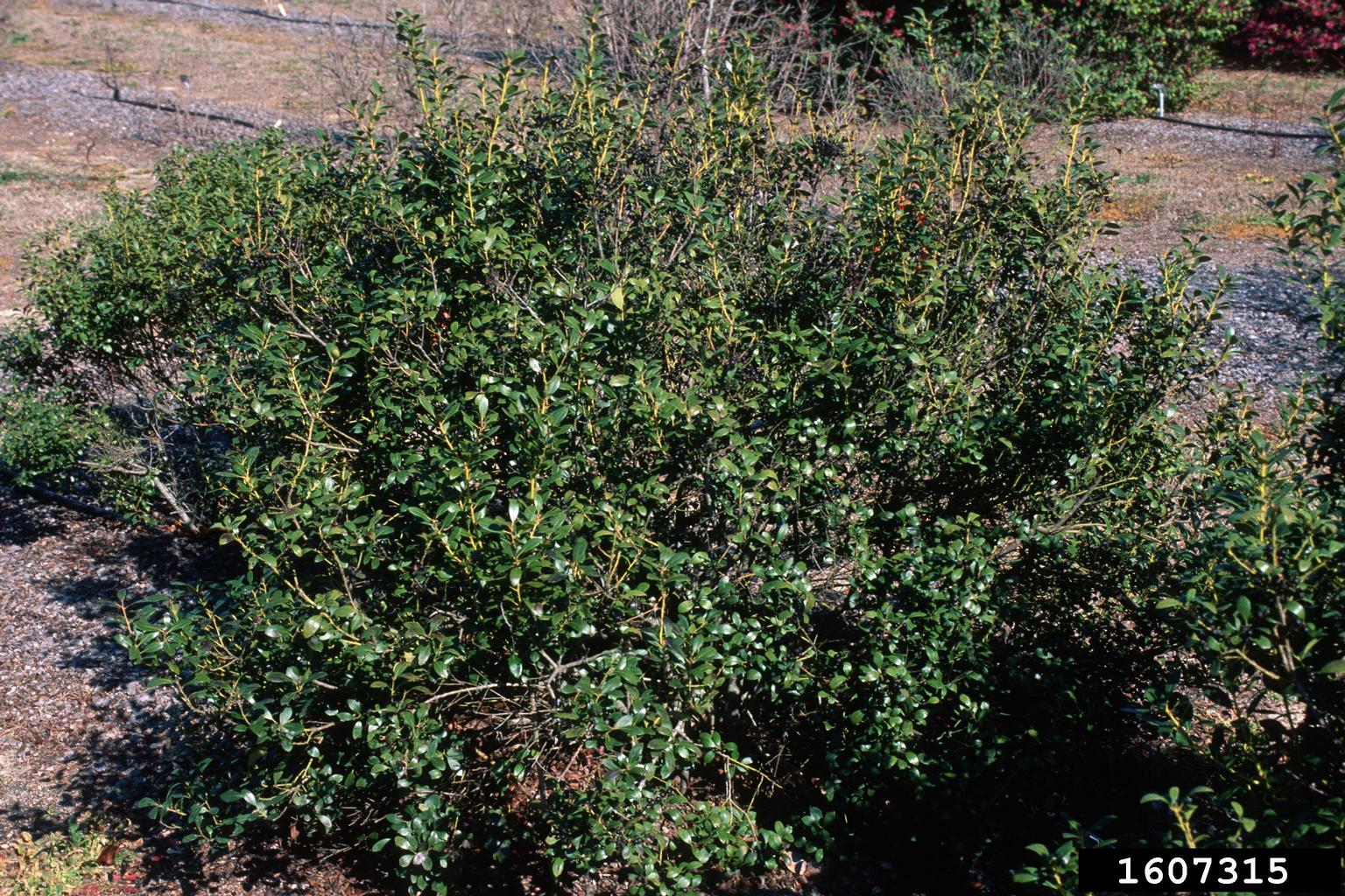 gallberry (Ilex glabra)
