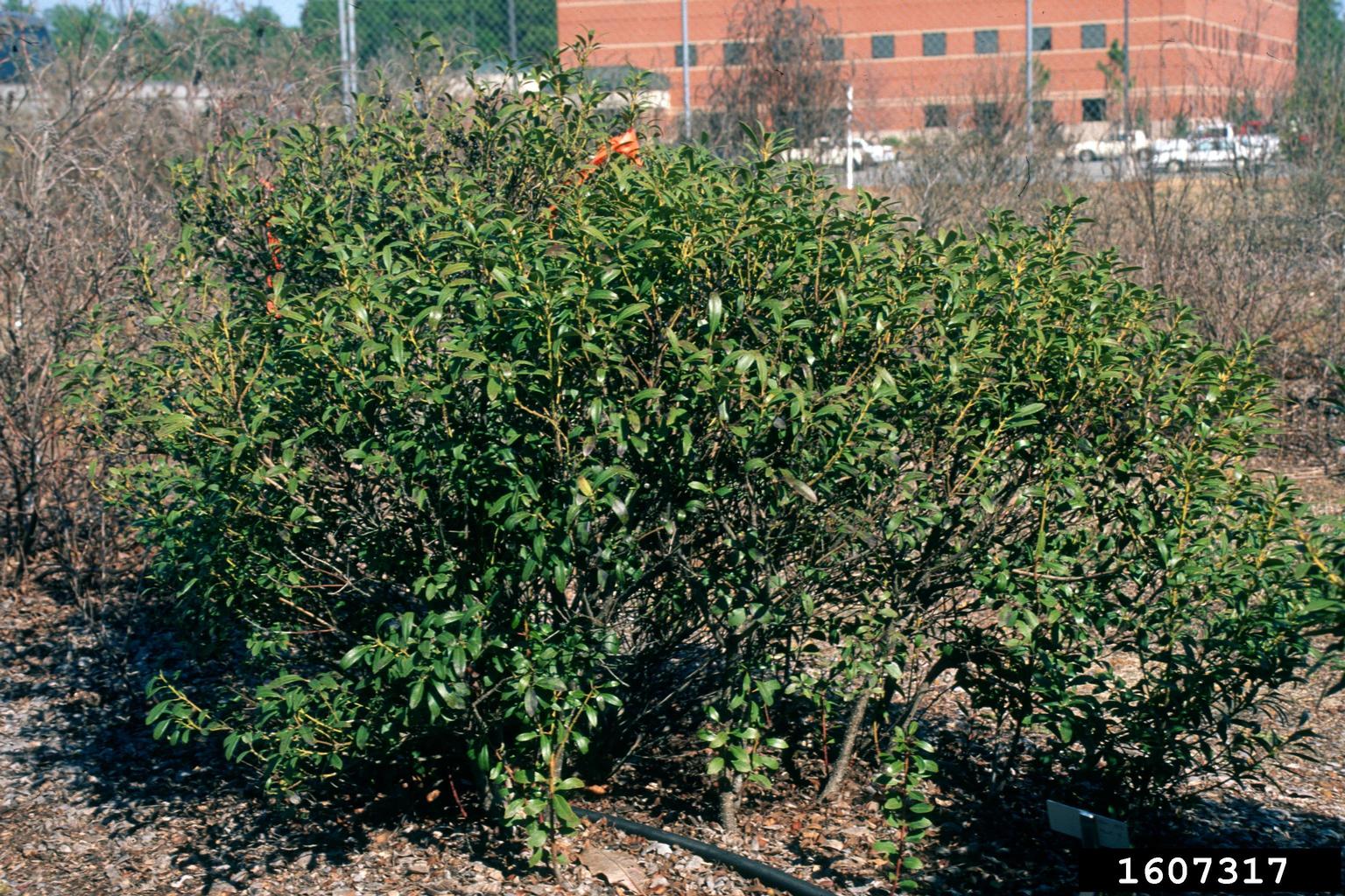 gallberry (Ilex glabra (L.) Gray)