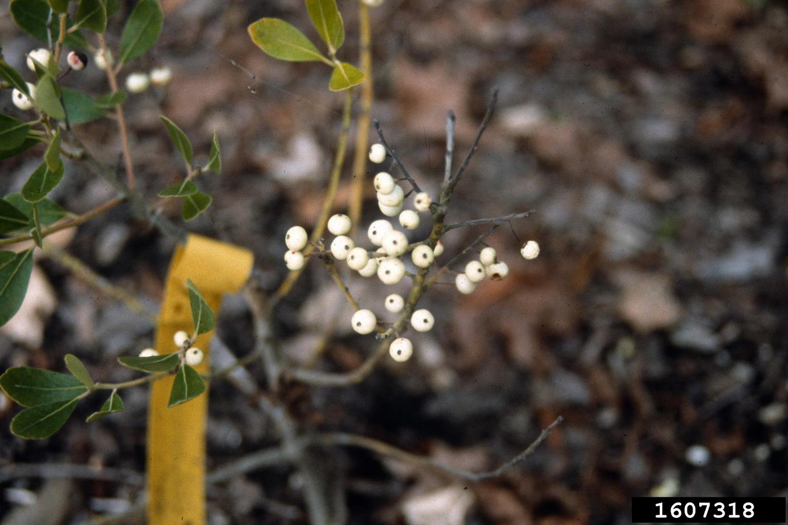 gallberry (Ilex glabra)