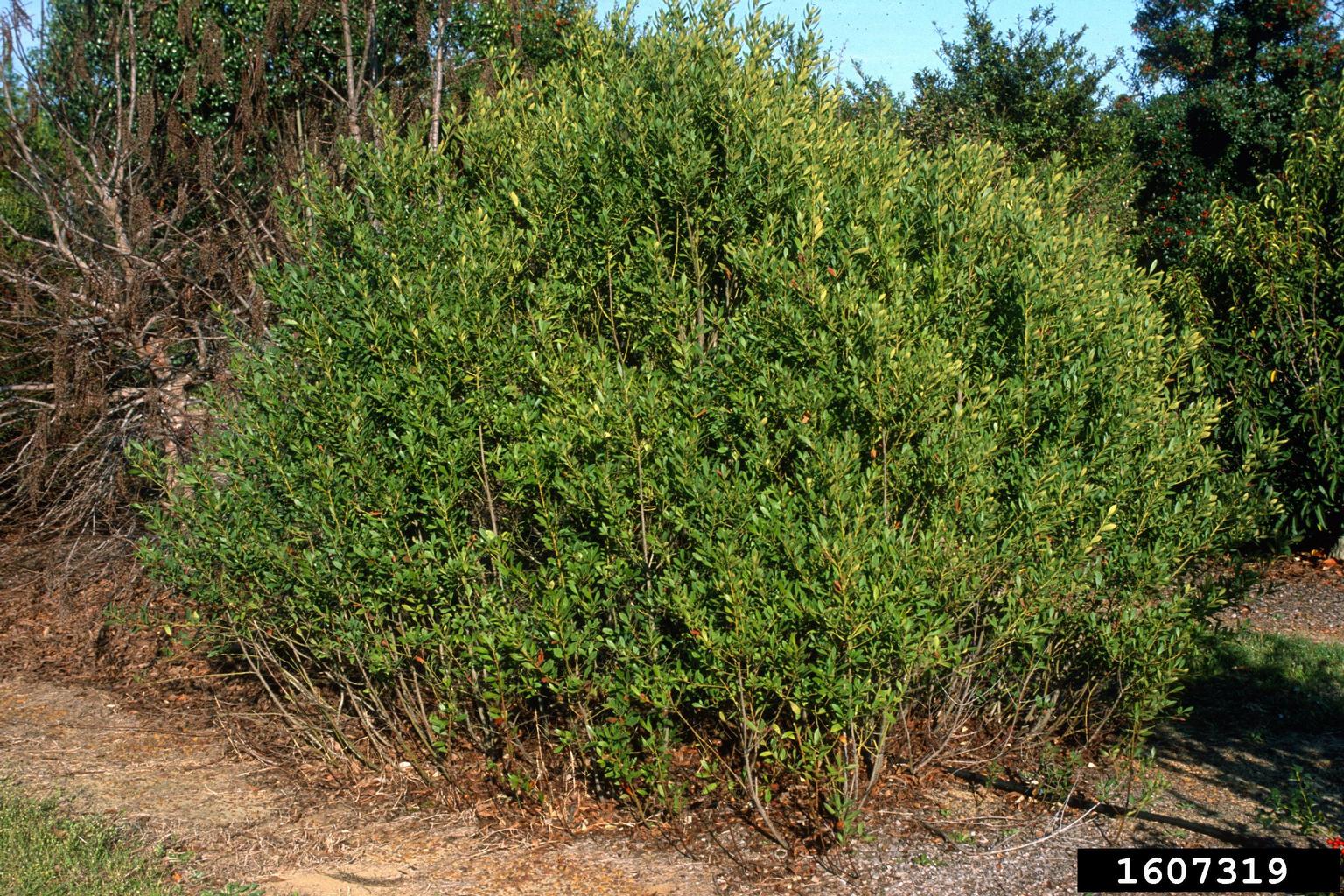 gallberry, Ilex glabra (Celastrales: Aquifoliaceae) - 1607319