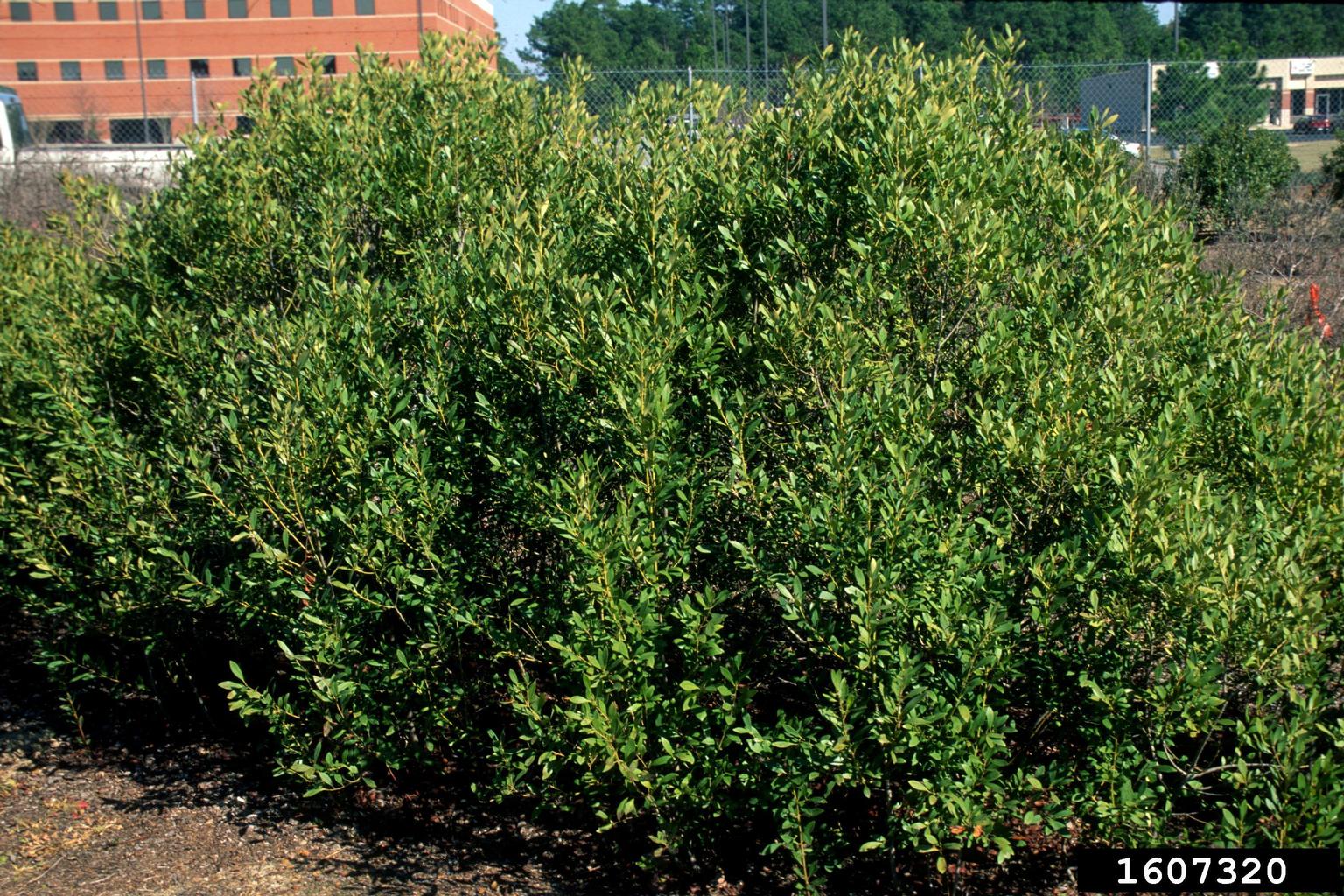 gallberry (Ilex glabra)