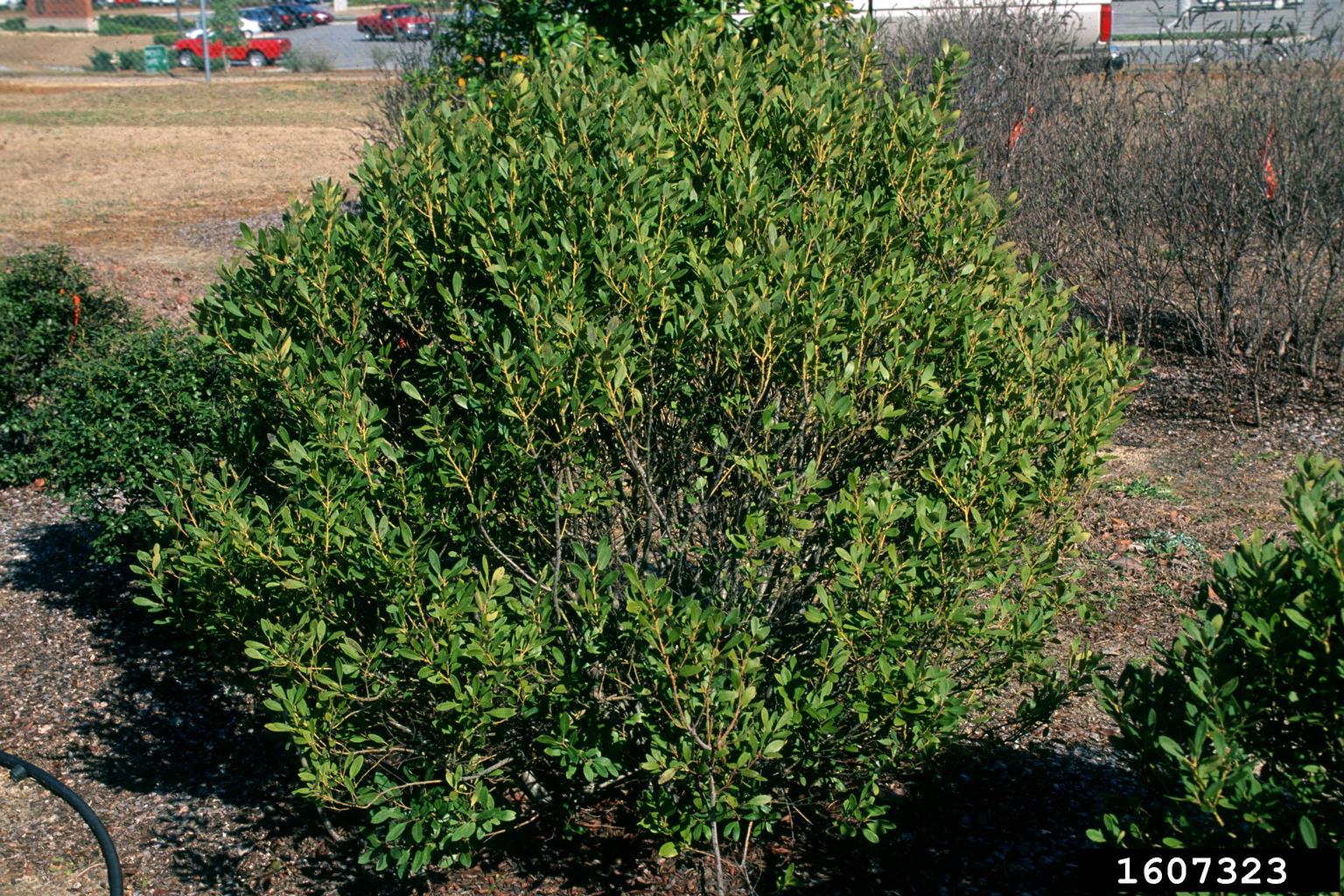 gallberry (Ilex glabra)