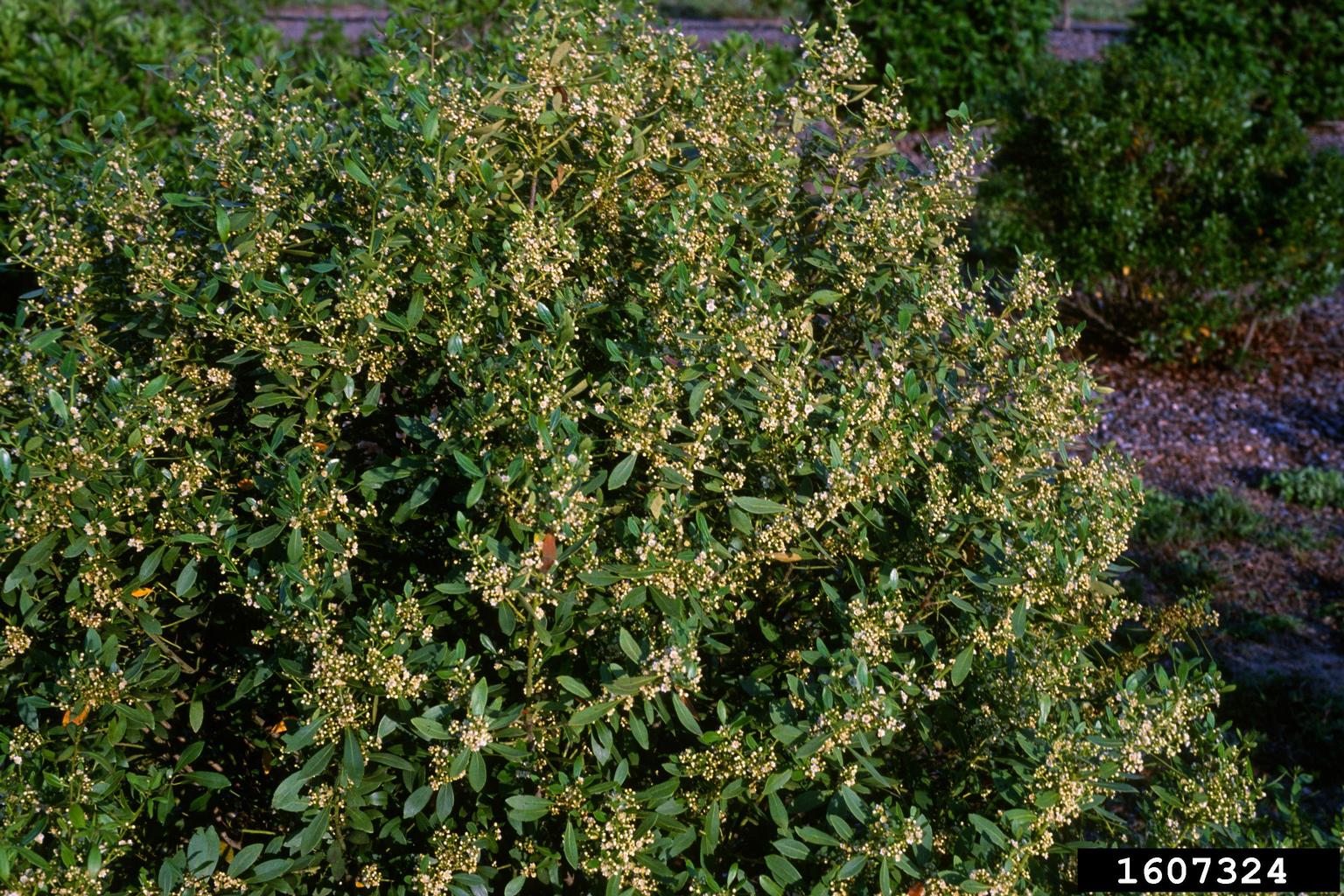 gallberry (Ilex glabra)