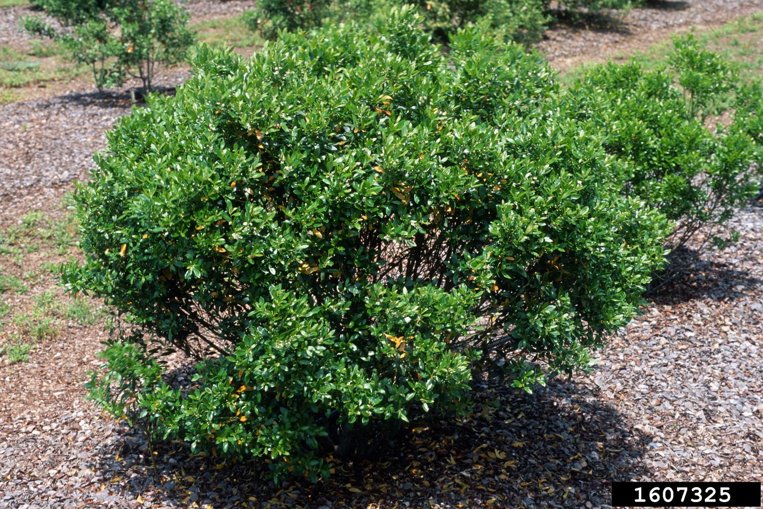 gallberry (Ilex glabra (L.) Gray)