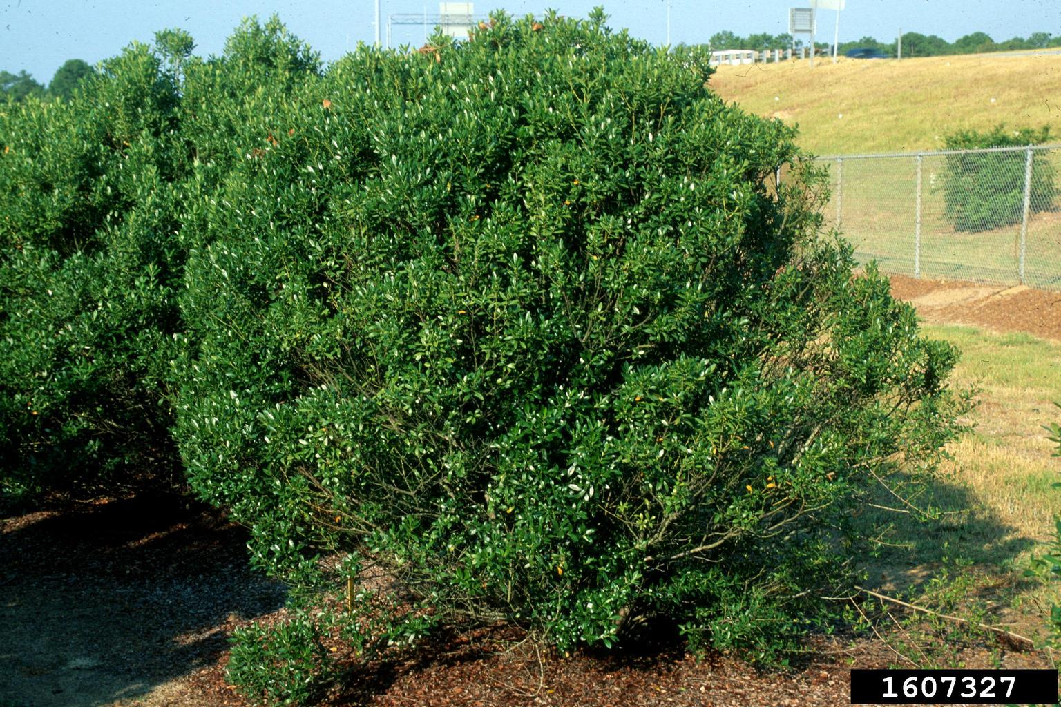 gallberry (Ilex glabra)