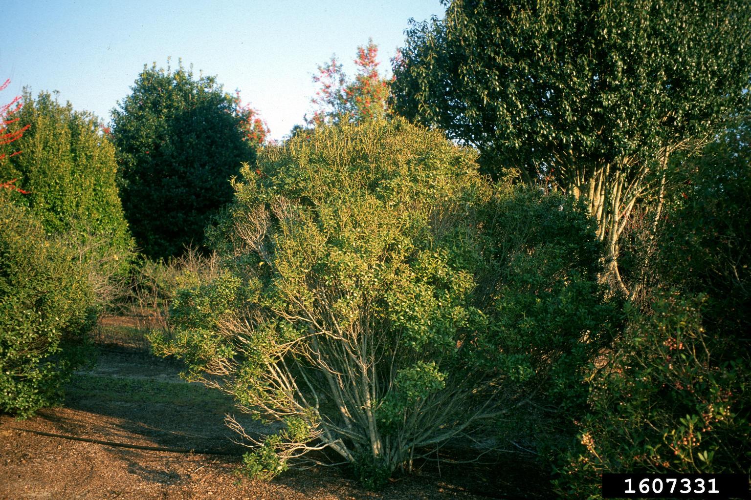 gallberry (Ilex glabra)