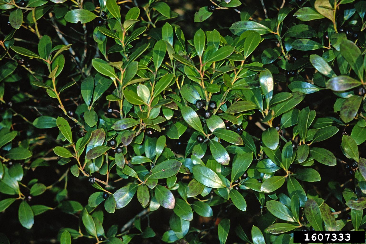 gallberry (Ilex glabra)