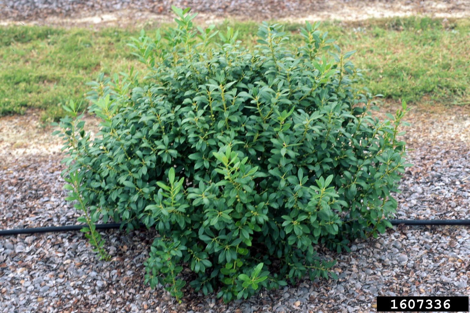 gallberry (Ilex glabra (L.) Gray)