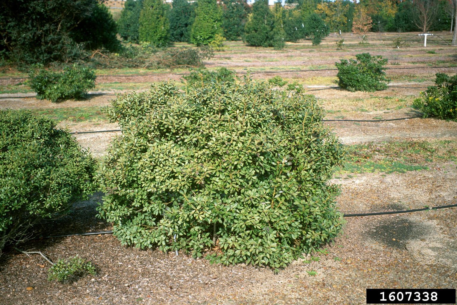 gallberry (Ilex glabra)
