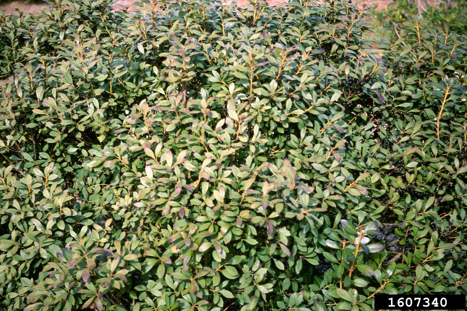 gallberry (Ilex glabra (L.) Gray)