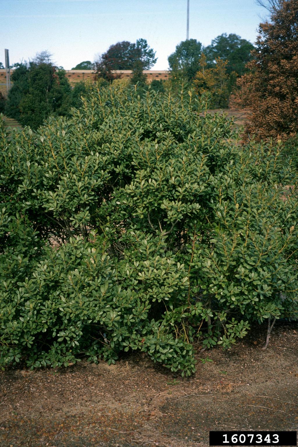 gallberry (Ilex glabra (L.) Gray)