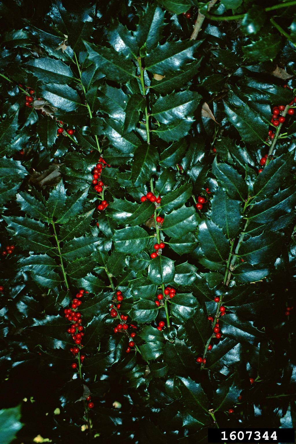 holly (Genus Ilex)