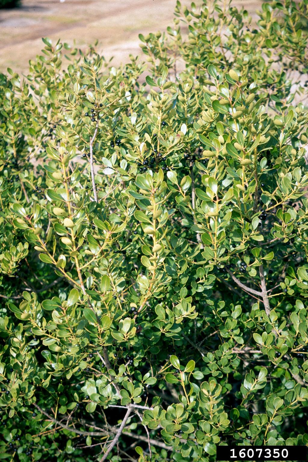 gallberry (Ilex glabra)