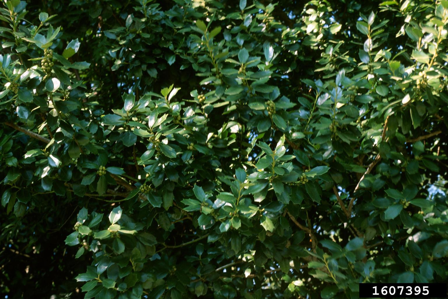 mochitree (Ilex integra)