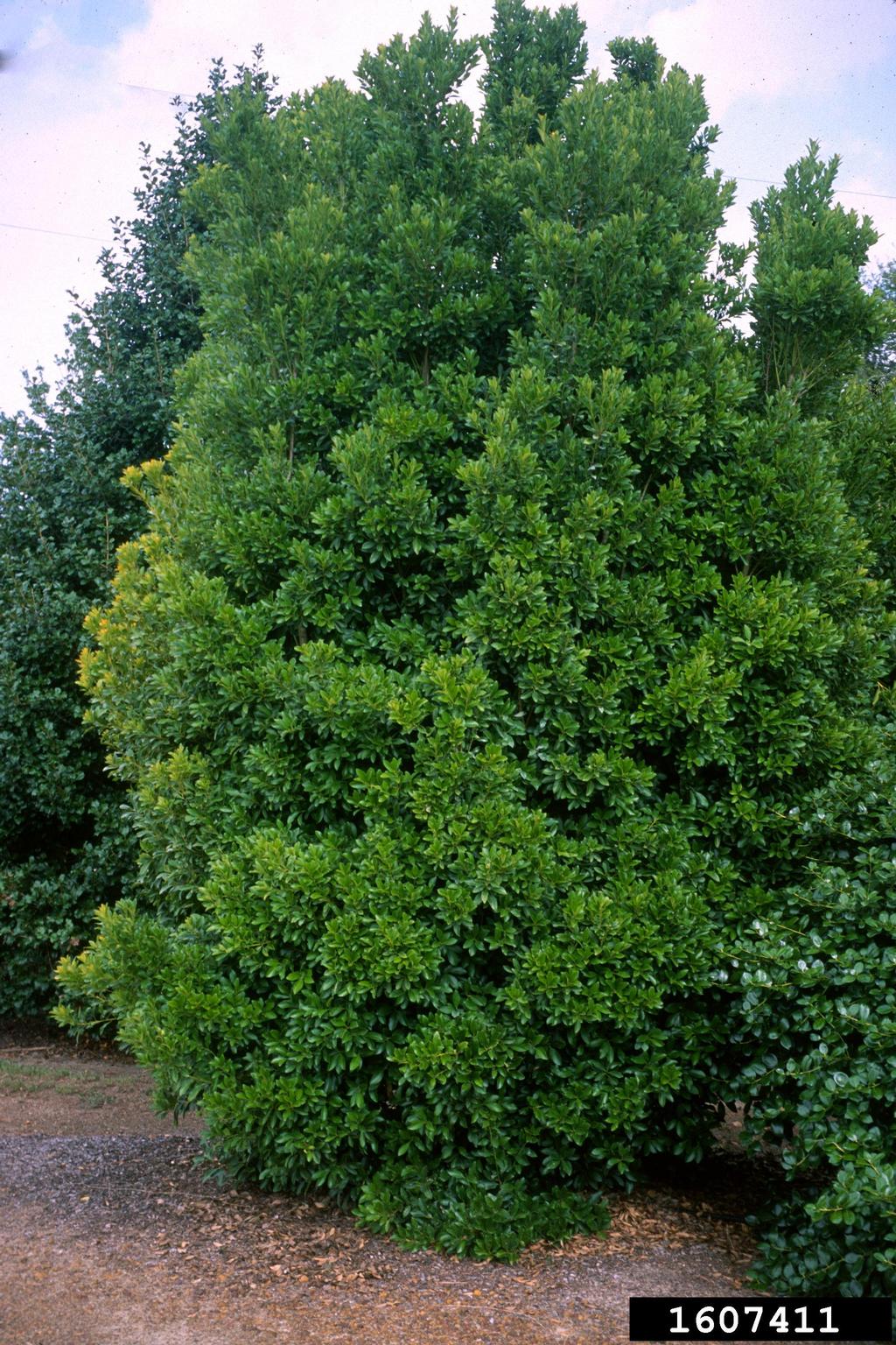 mochitree (Ilex integra)