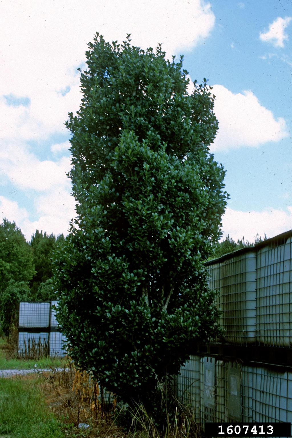 mochitree (Ilex integra Thunb.)