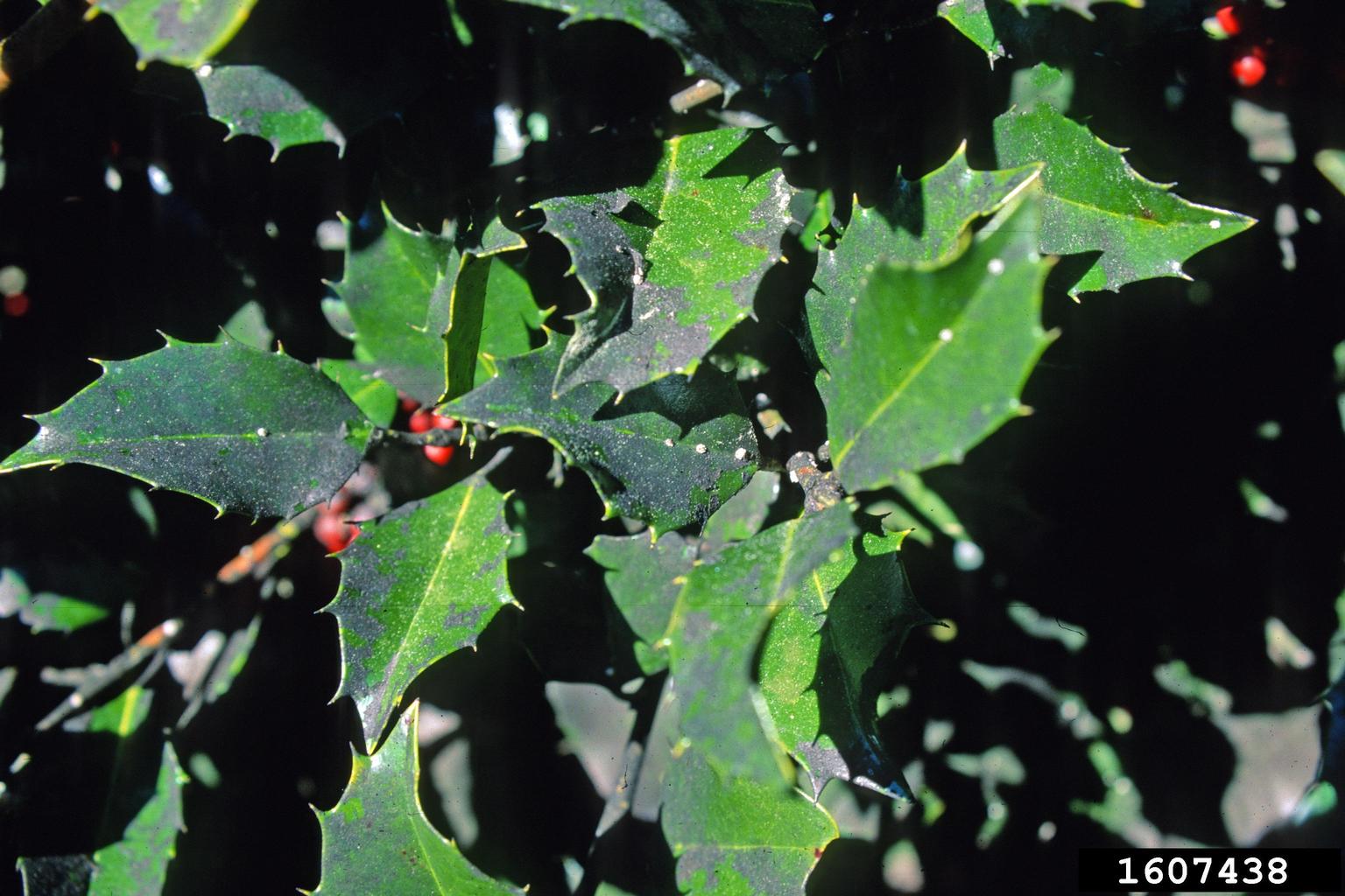 Florida wax scale (Ceroplastes floridensis Comstock)